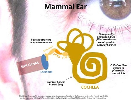 Watching the World Wake Up: Birds, Hearing and Ears